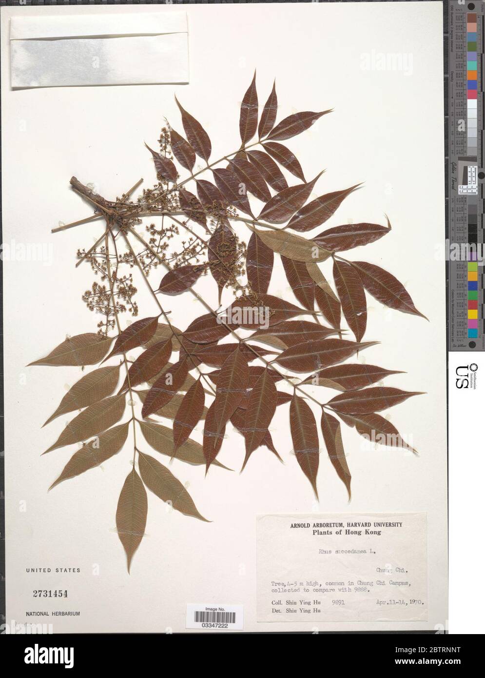 Rhus succedanea L Stock Photo - Alamy
