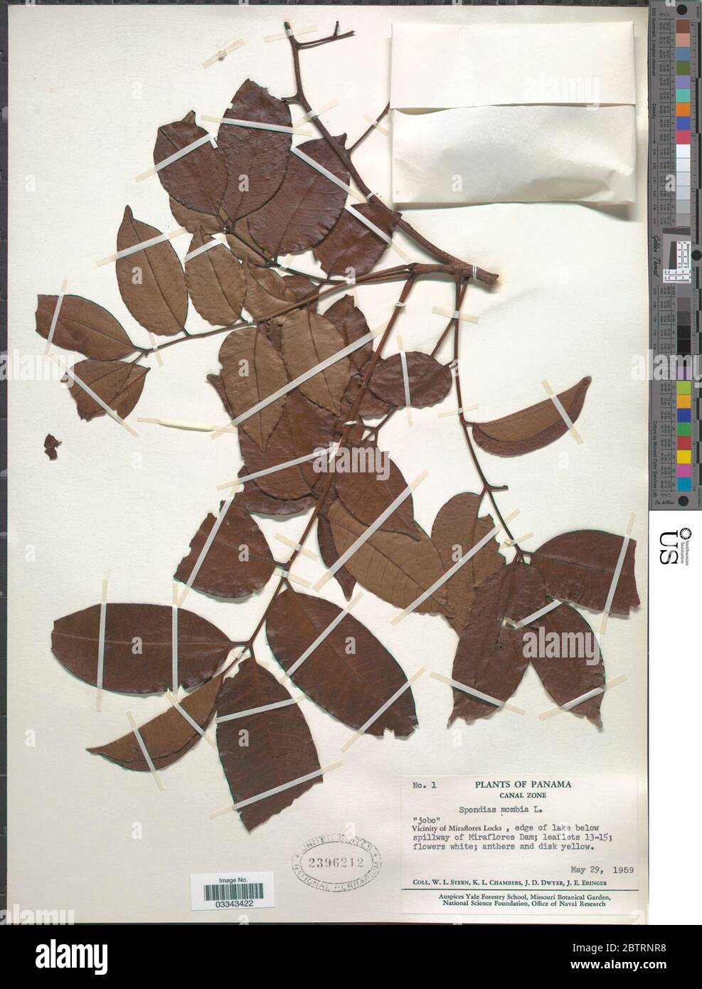 Spondias mombin l hi-res stock photography and images - Alamy