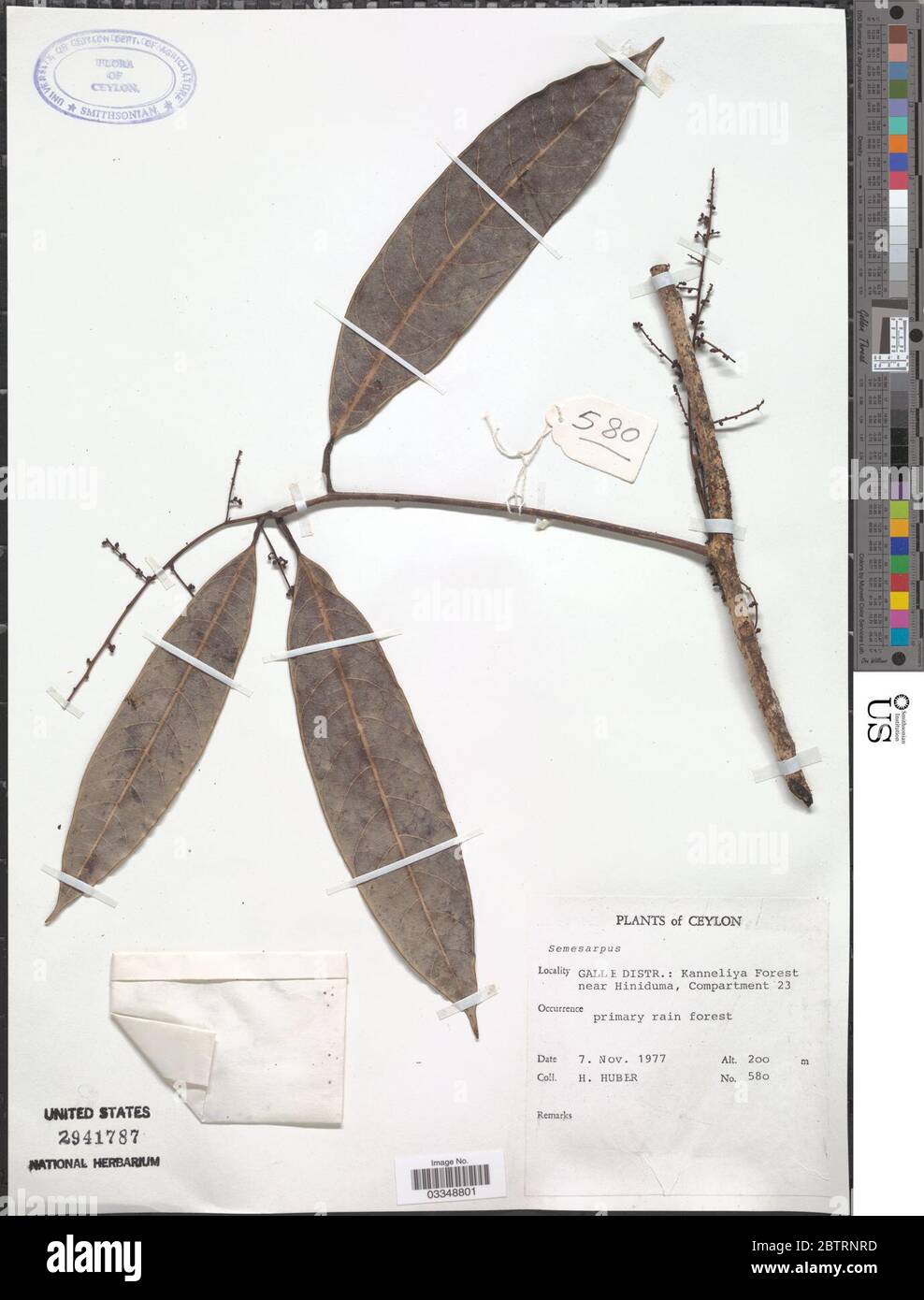 Semecarpus hi-res stock photography and images - Alamy