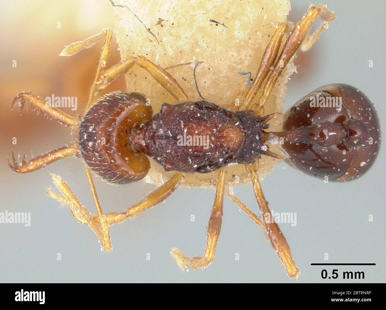 Acanthognathus hi-res stock photography and images - Alamy