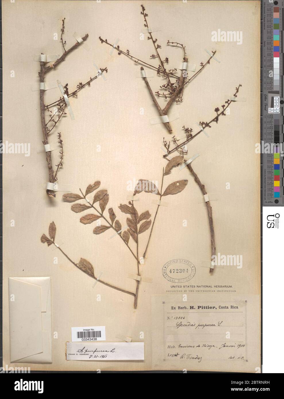 Spondias purpurea L Stock Photo - Alamy