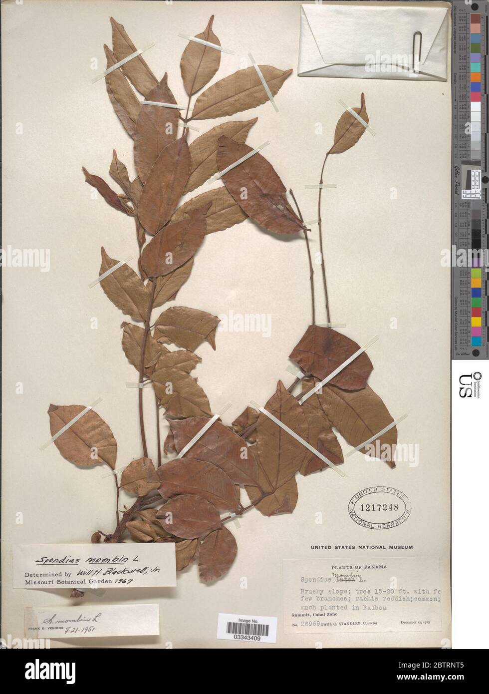 Spondias mombin l hi-res stock photography and images - Alamy