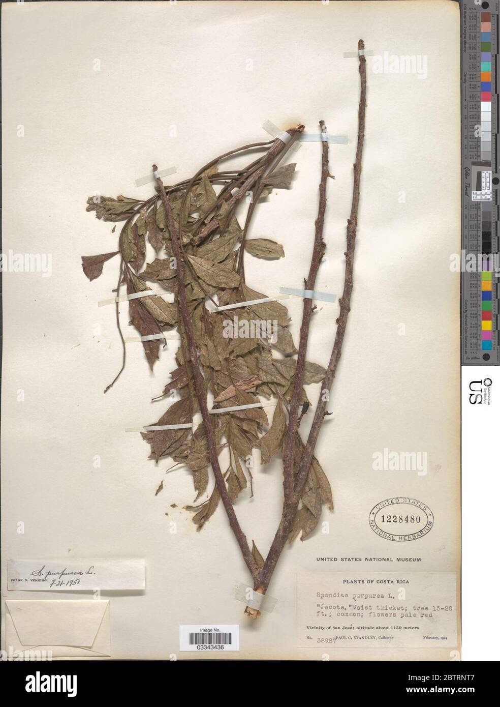 Spondias purpurea L Stock Photo - Alamy