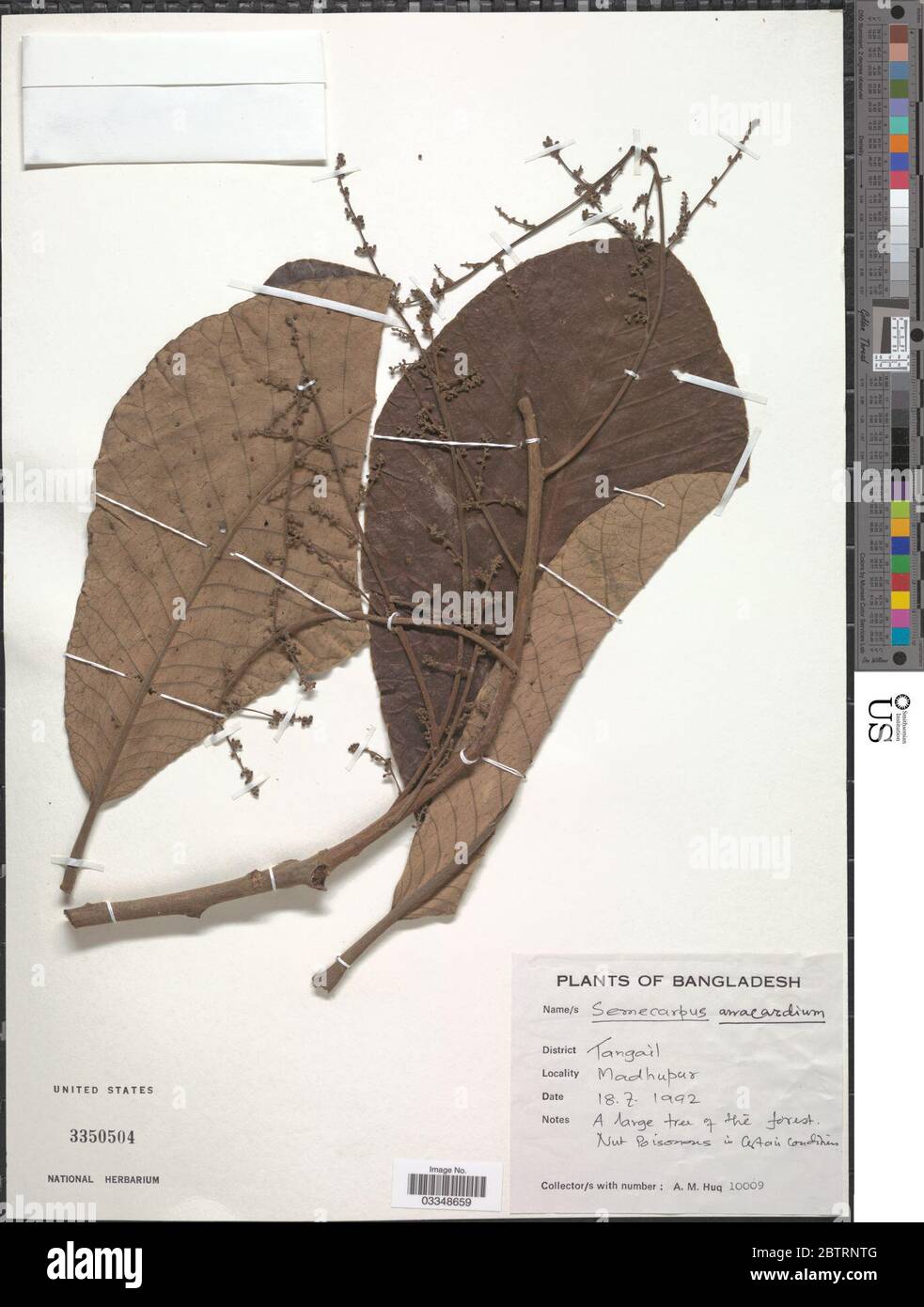 Semecarpus anacardium hi-res stock photography and images - Alamy