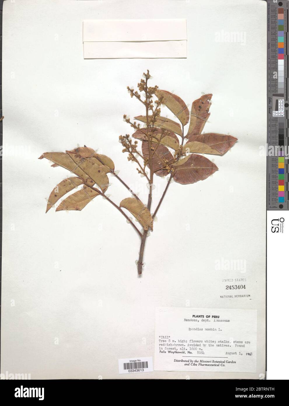 Spondias mombin L Stock Photo - Alamy