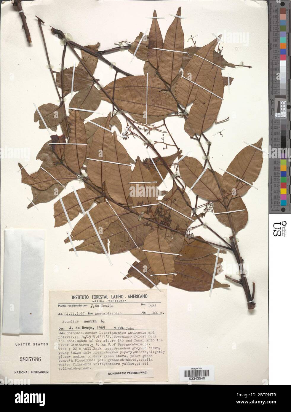 Spondias mombin l hi-res stock photography and images - Alamy