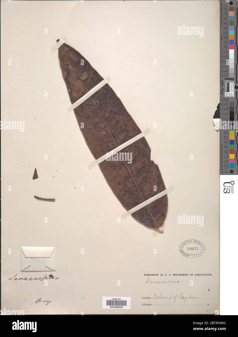 Semecarpus hi-res stock photography and images - Alamy