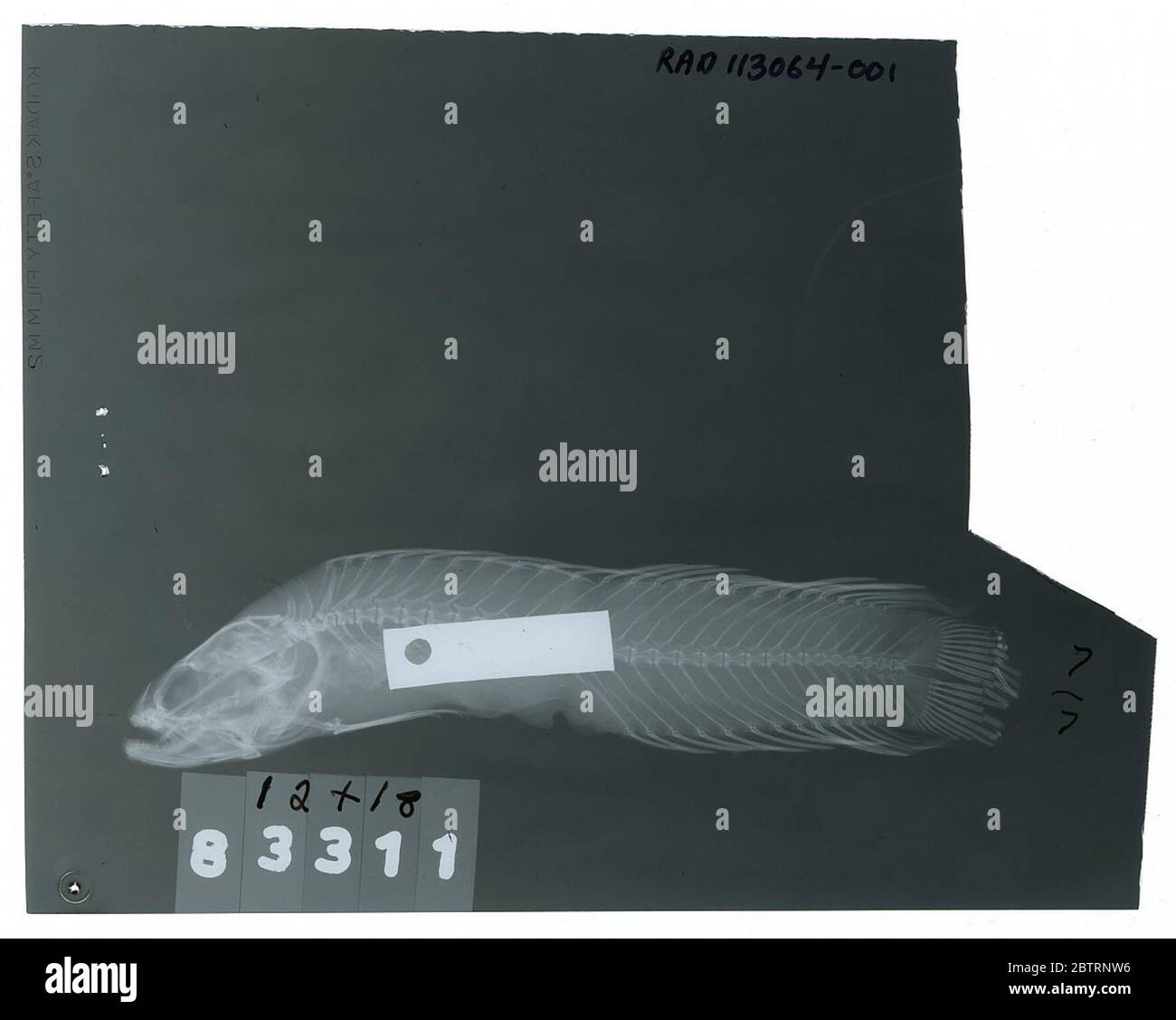 Philippines biology Cut Out Stock Images & Pictures - Alamy