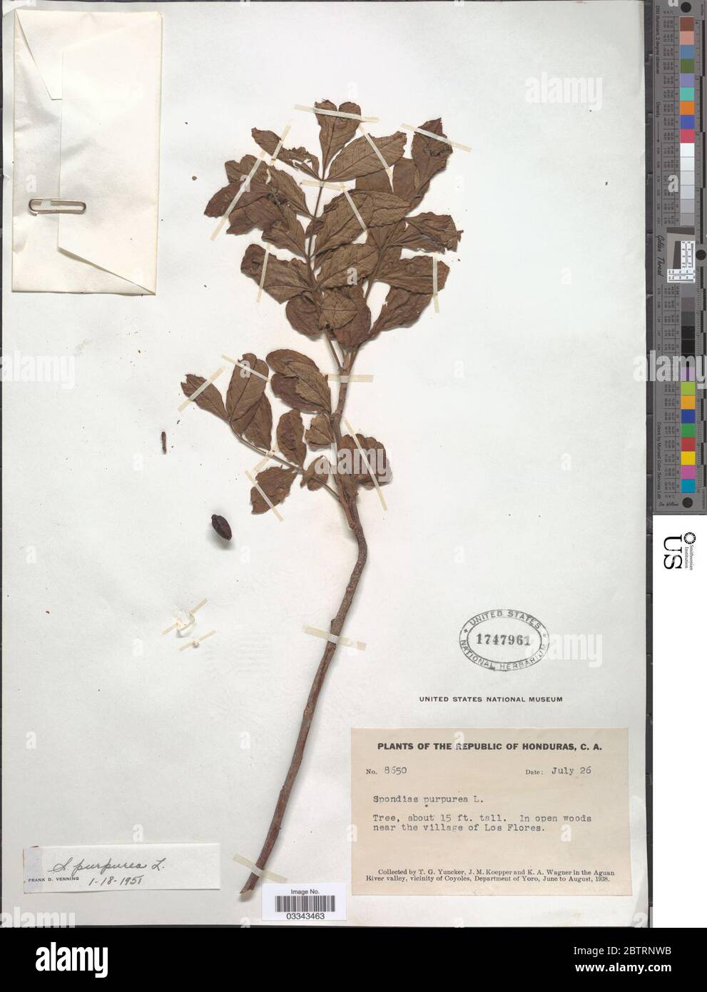 Spondias purpurea L Stock Photo - Alamy