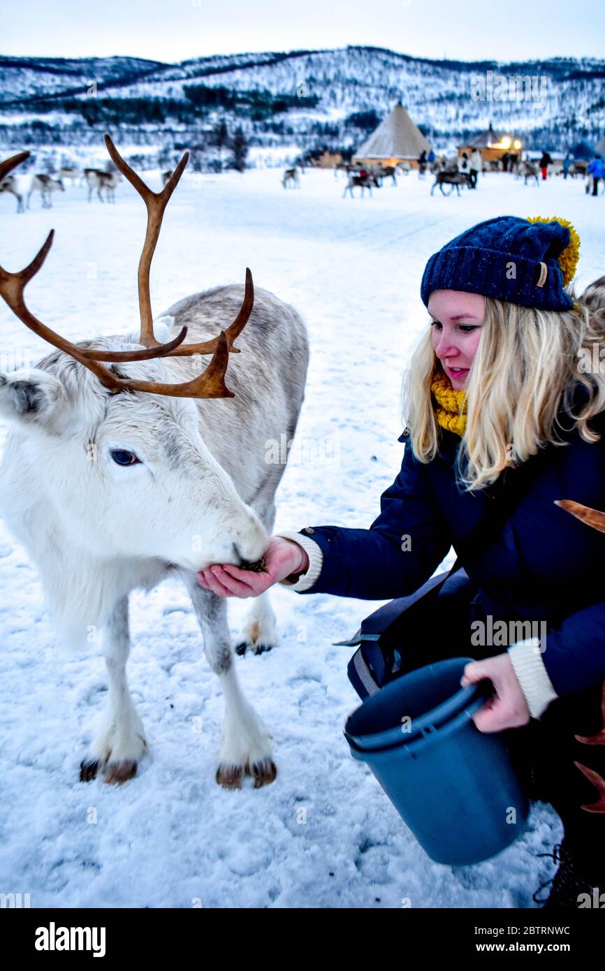 Winter reindeer feeding in the Sami cultural camp, Tromso Stock Photo ...