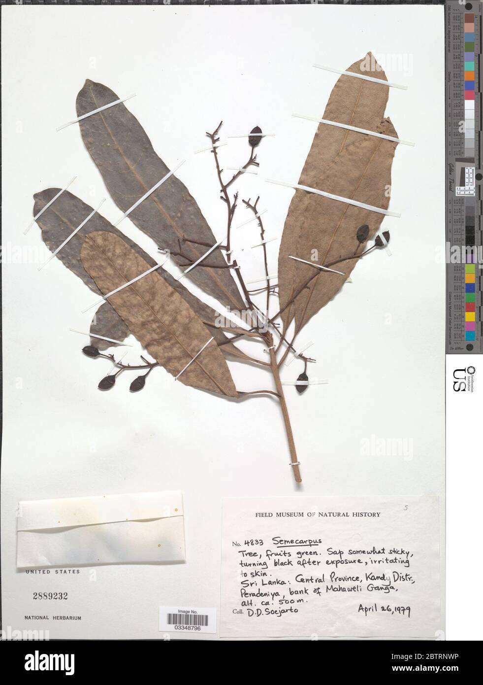 Semecarpus hi-res stock photography and images - Alamy