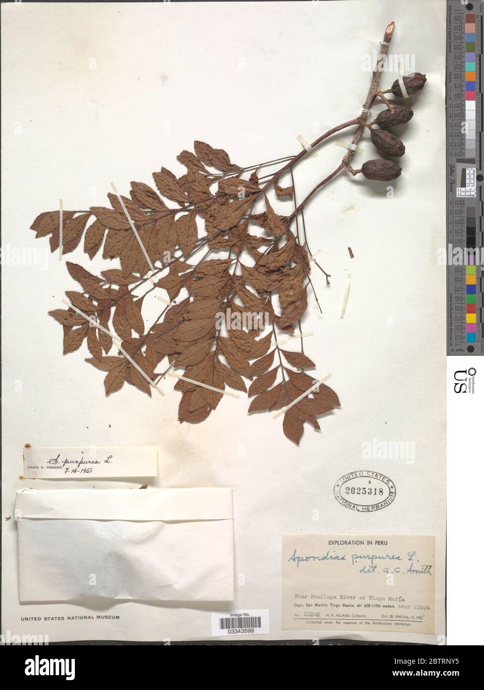 Spondias purpurea hi-res stock photography and images - Alamy