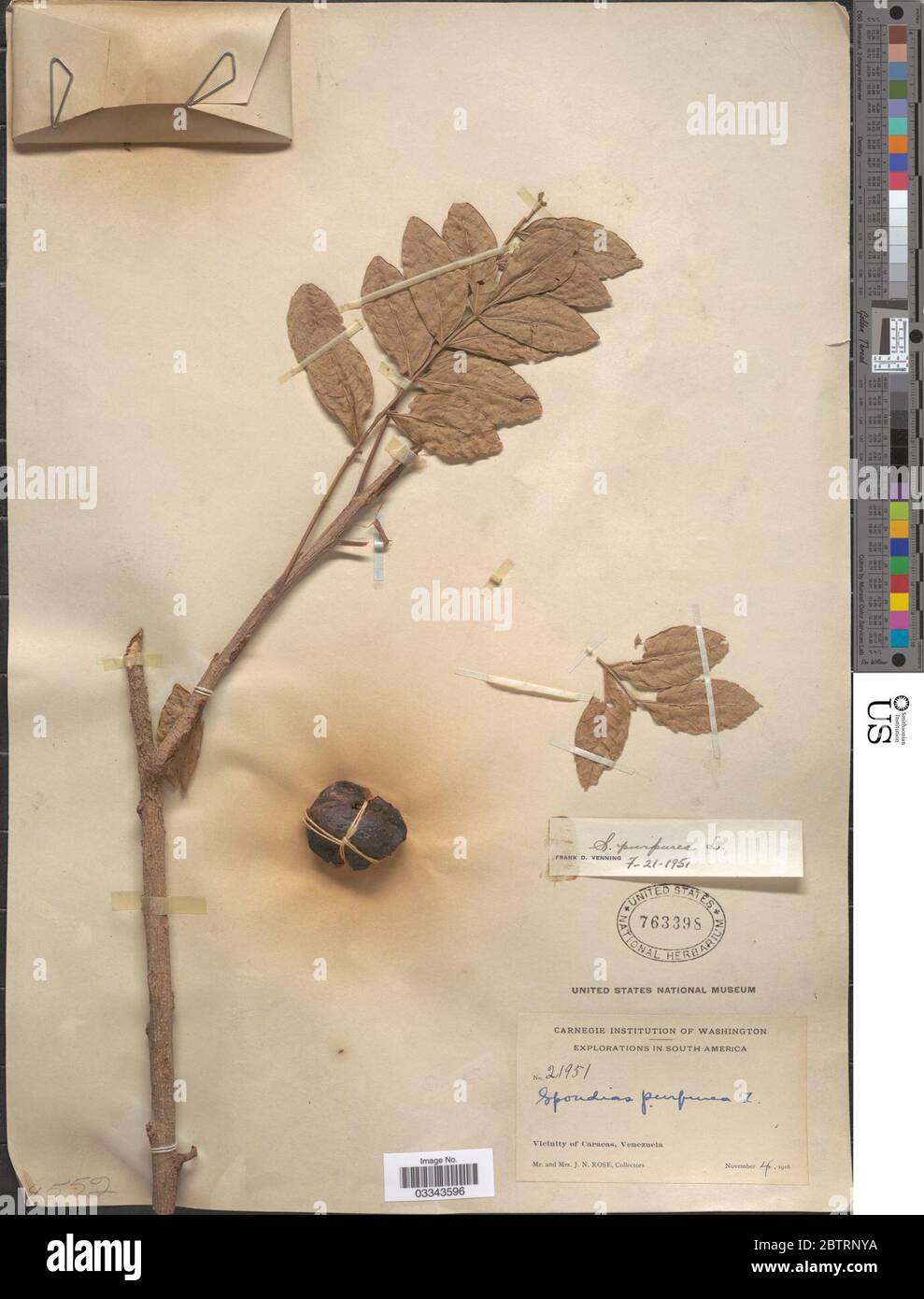 Spondias purpurea L Stock Photo - Alamy