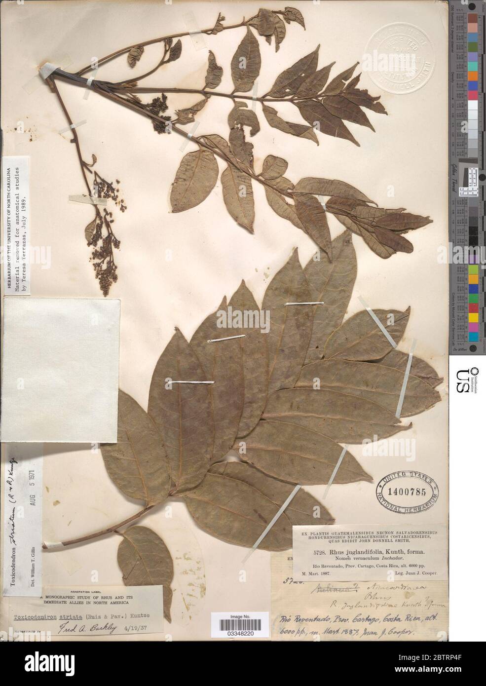 Toxicodendron striatum Ruiz Pav Kuntze Stock Photo - Alamy