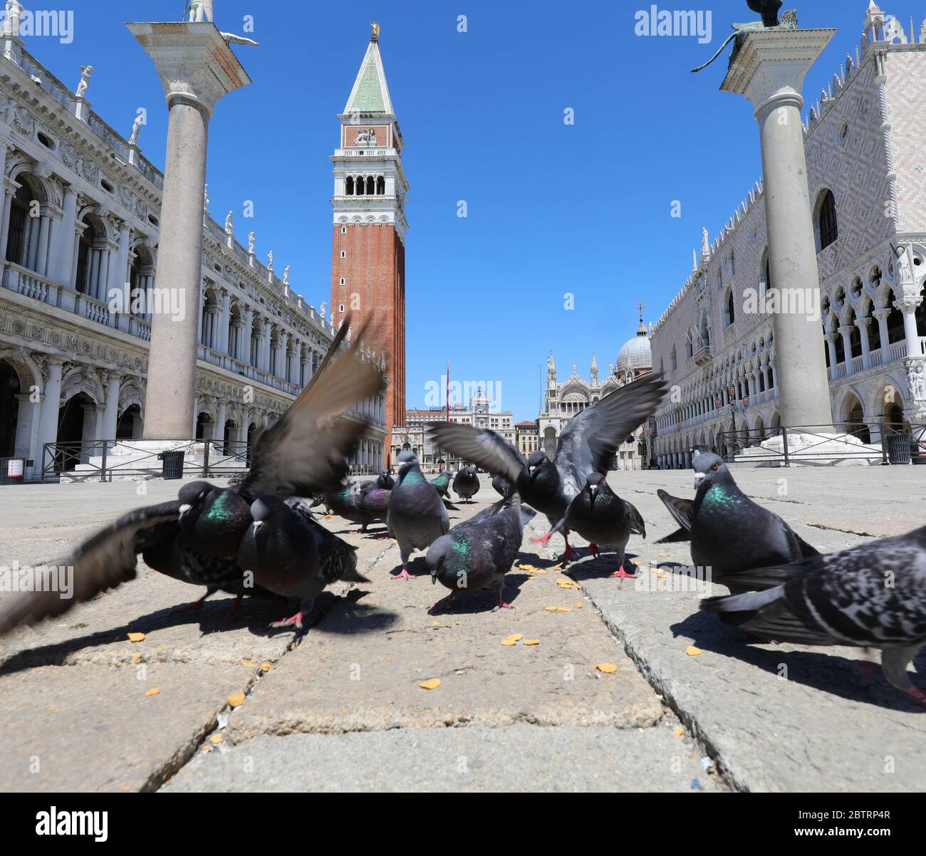 urban pigeons in the square of Venice in Italy while eating crumbs ...