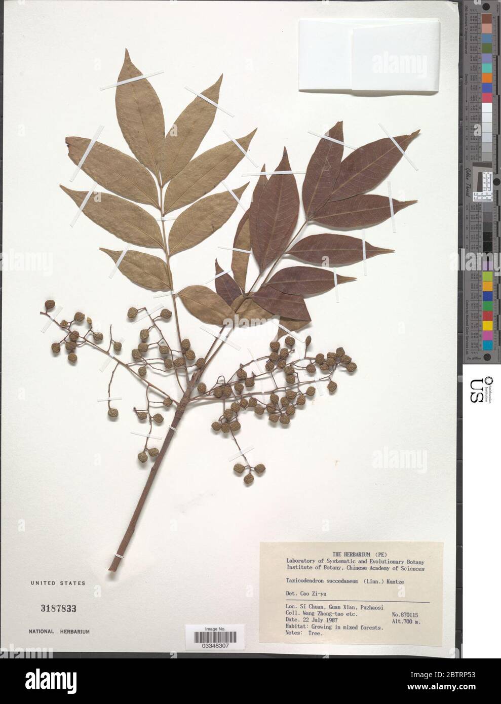 Toxicodendron succedaneum L Kuntze Stock Photo - Alamy