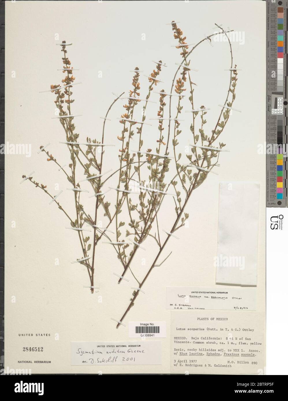 Nudatum hi-res stock photography and images - Alamy