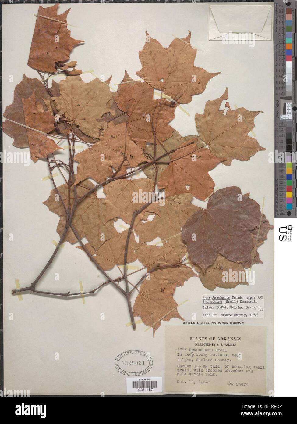 Leucoderme hi-res stock photography and images - Alamy