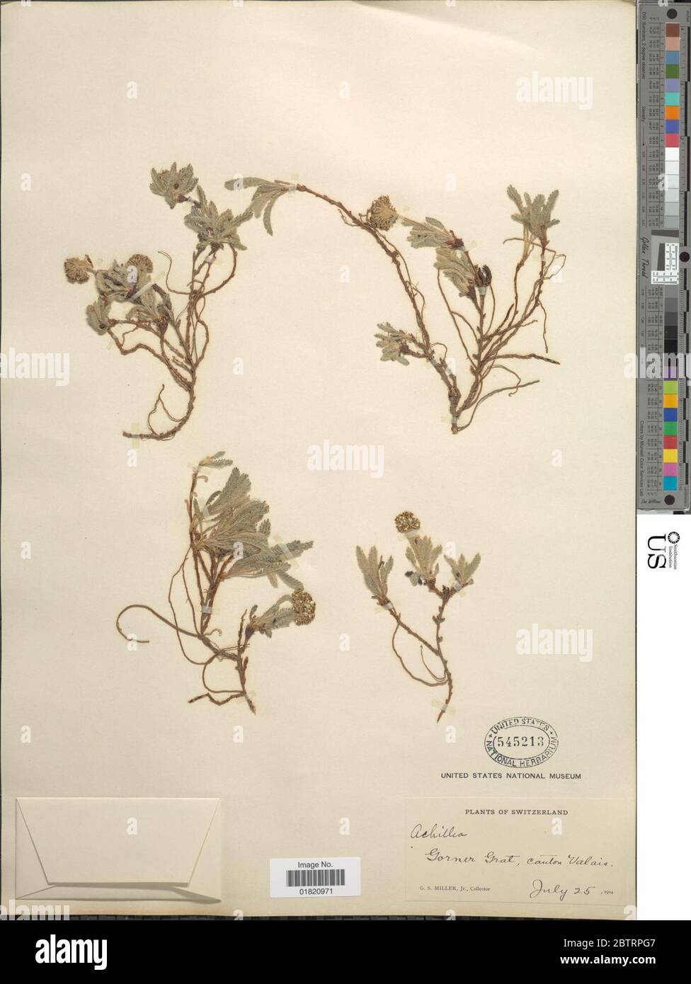 Achillea achillea sp hi-res stock photography and images - Alamy