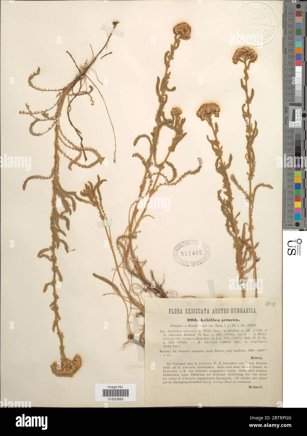 Achillea setacea Waldst Kit Stock Photo - Alamy