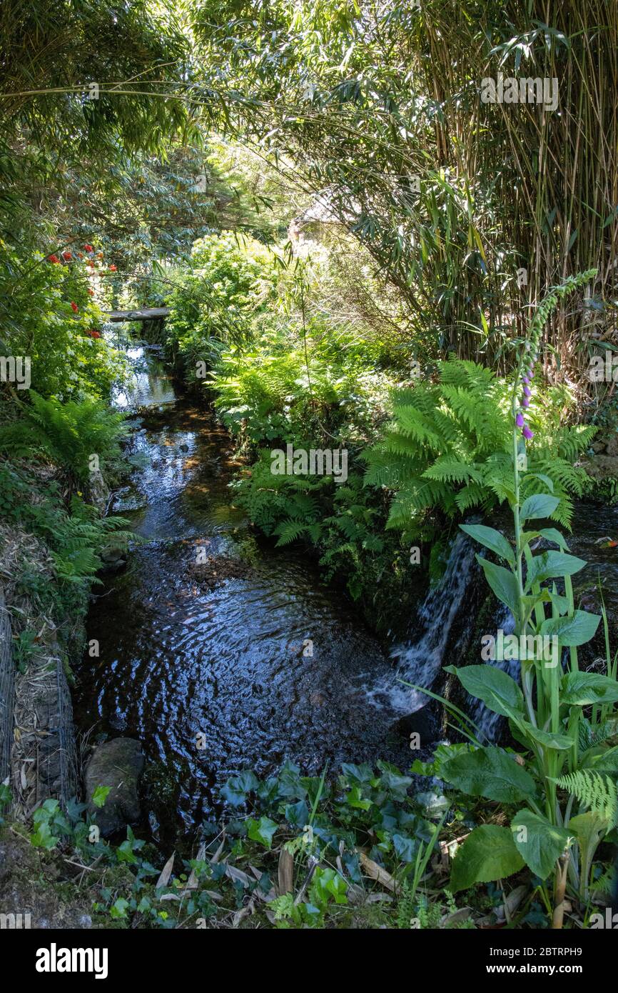 Waterfall and stream at Lukesland Gardens, Ivybridge, Devon Stock Photo ...