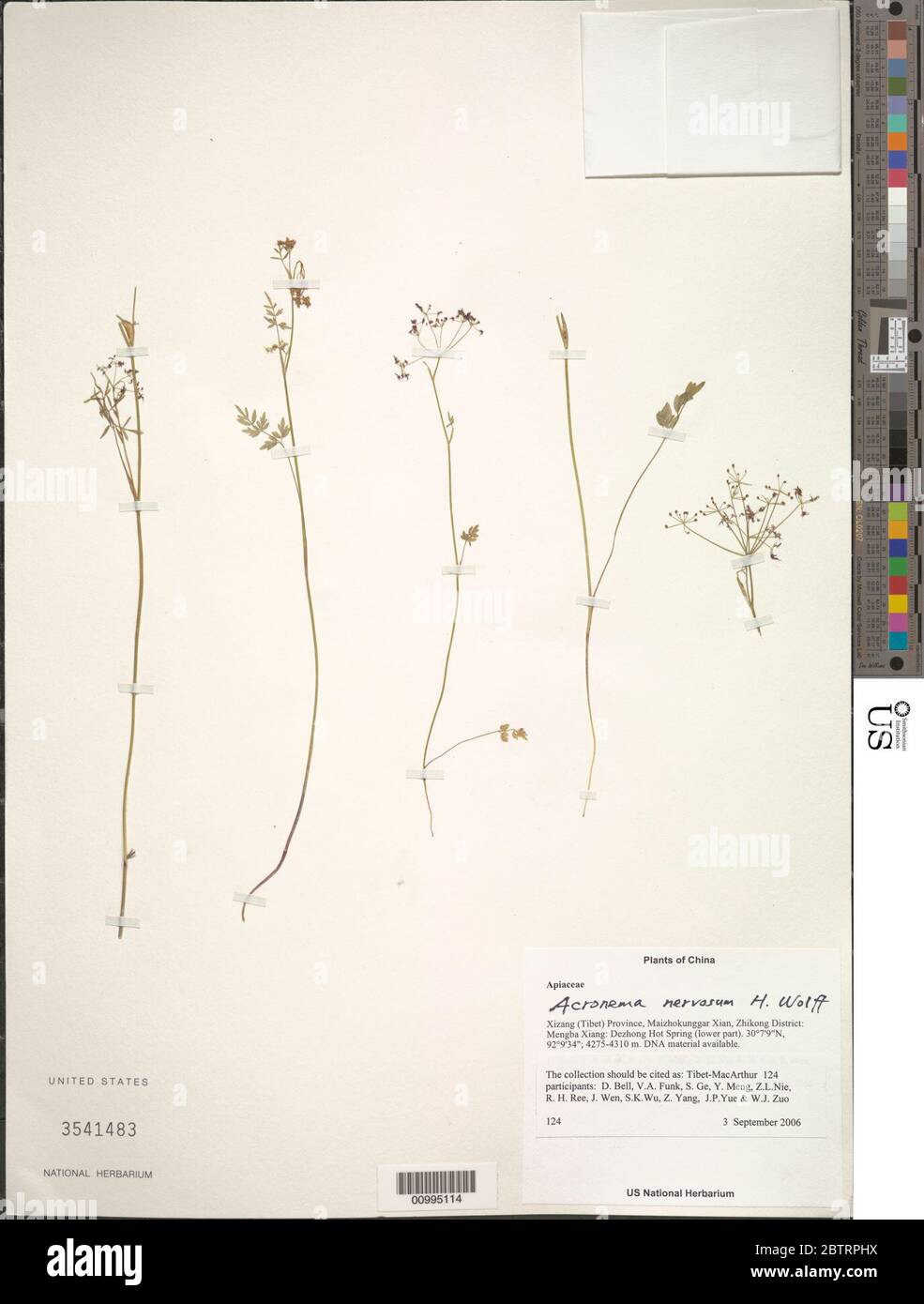 Acronema nervosum H Wolff Stock Photo - Alamy