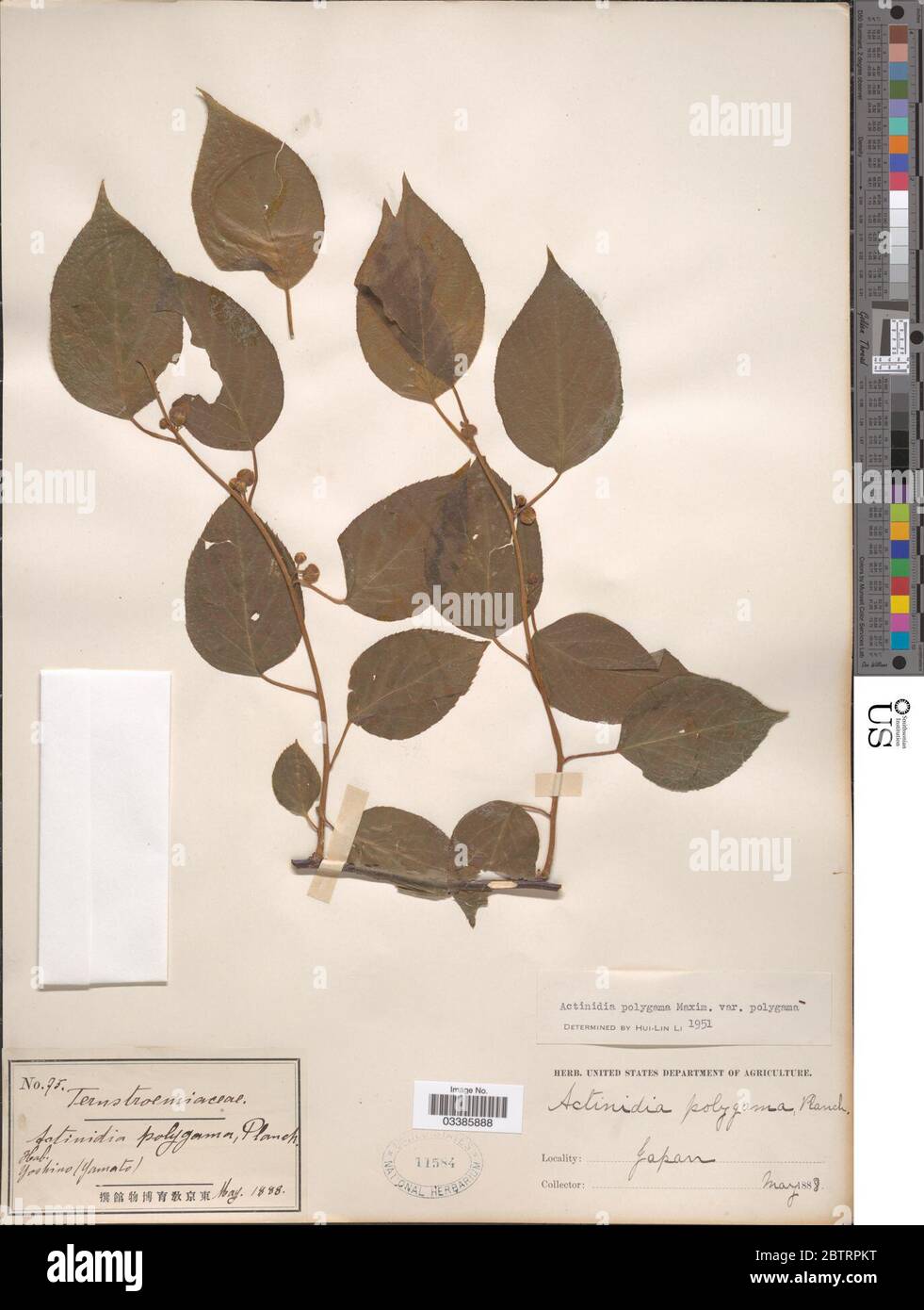 Actinidia polygama hi-res stock photography and images - Alamy