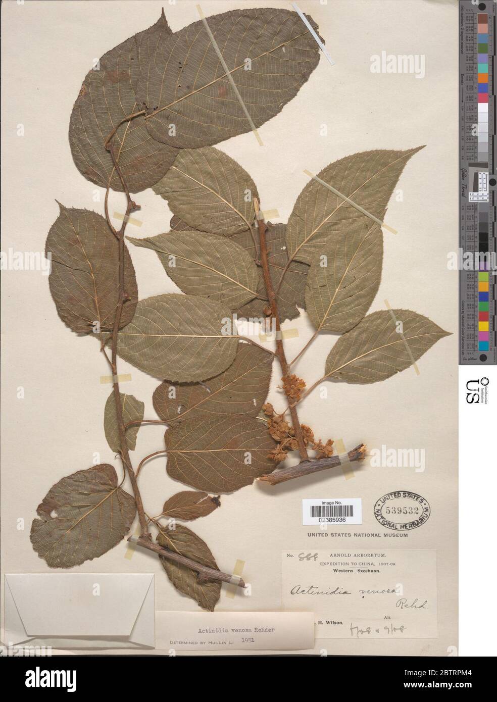 Actinidia venosa Rehder in Sarg Stock Photo - Alamy