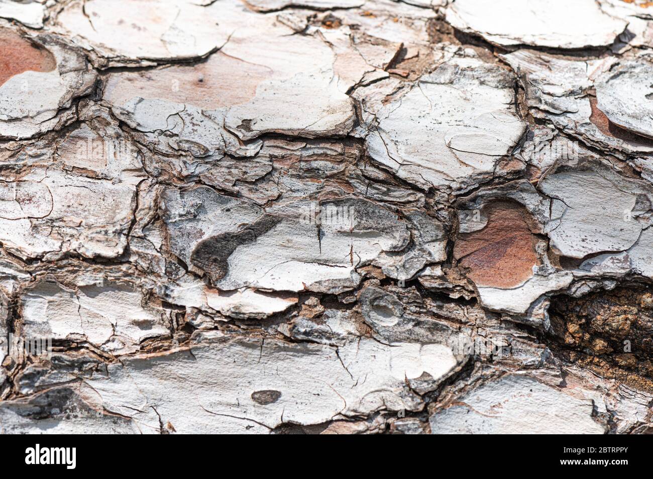 Corrugated bark hi-res stock photography and images - Alamy