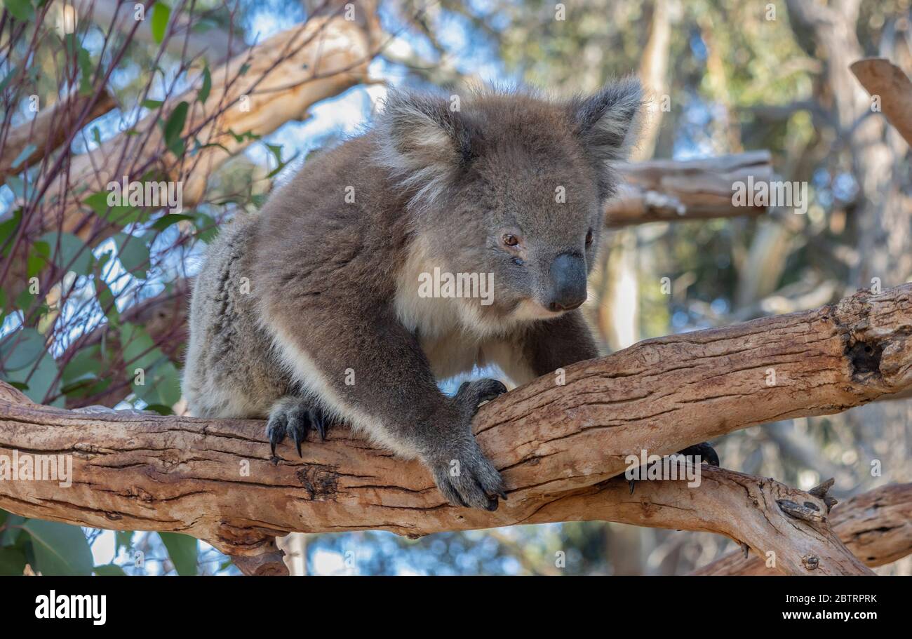An adult koala climbing a tree, demonstrating the use of its claws ...