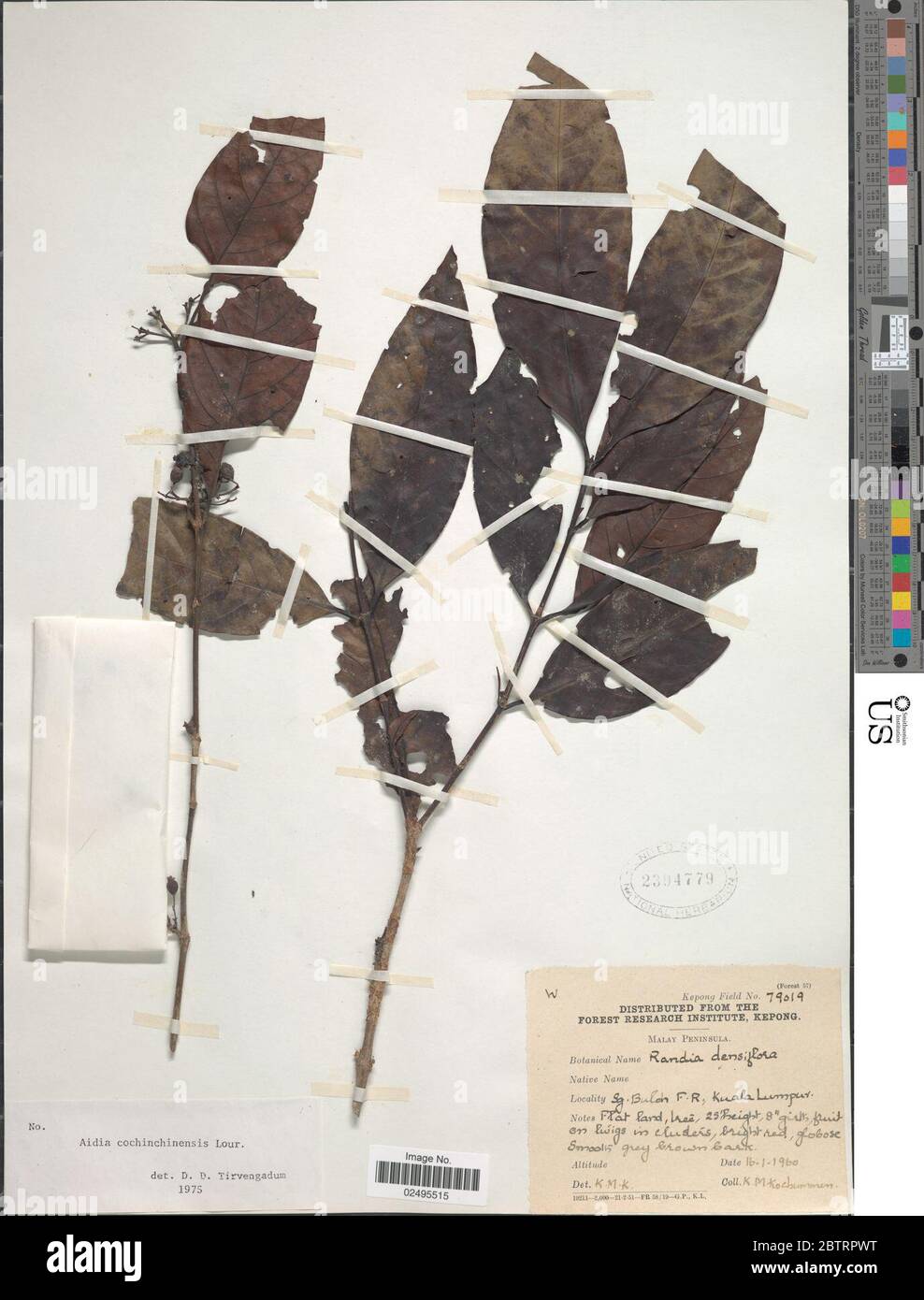 Aidia hi-res stock photography and images - Alamy