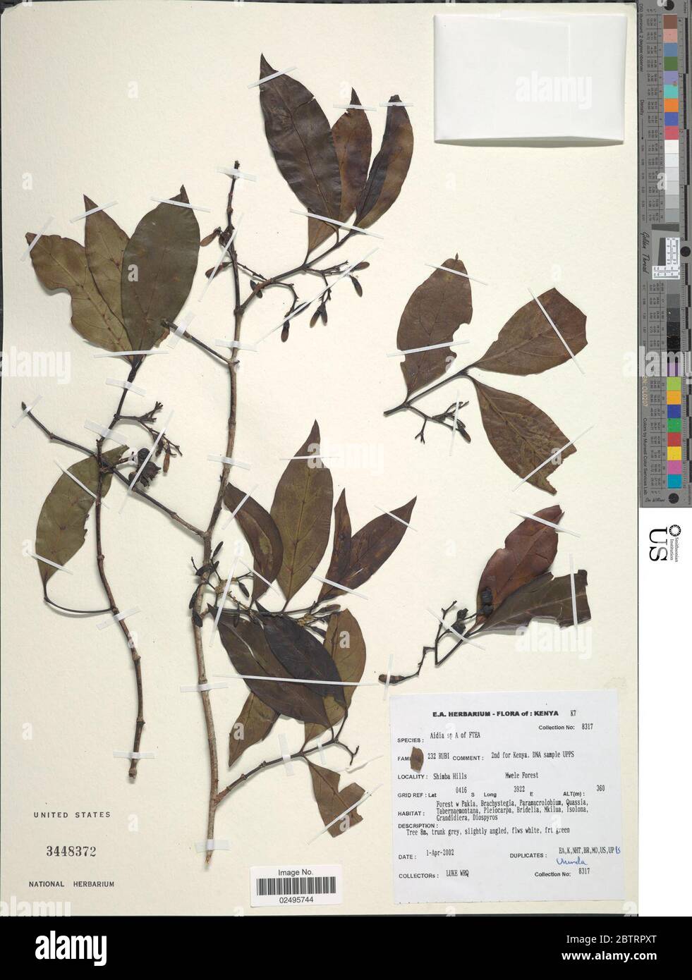 Aidia hi-res stock photography and images - Alamy