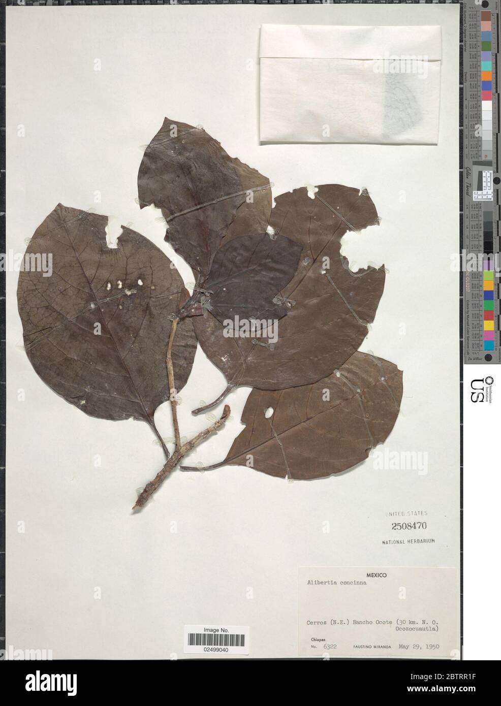 Alibertia hi-res stock photography and images - Alamy