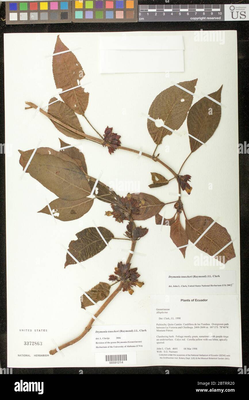 Alloplectus hi-res stock photography and images - Alamy