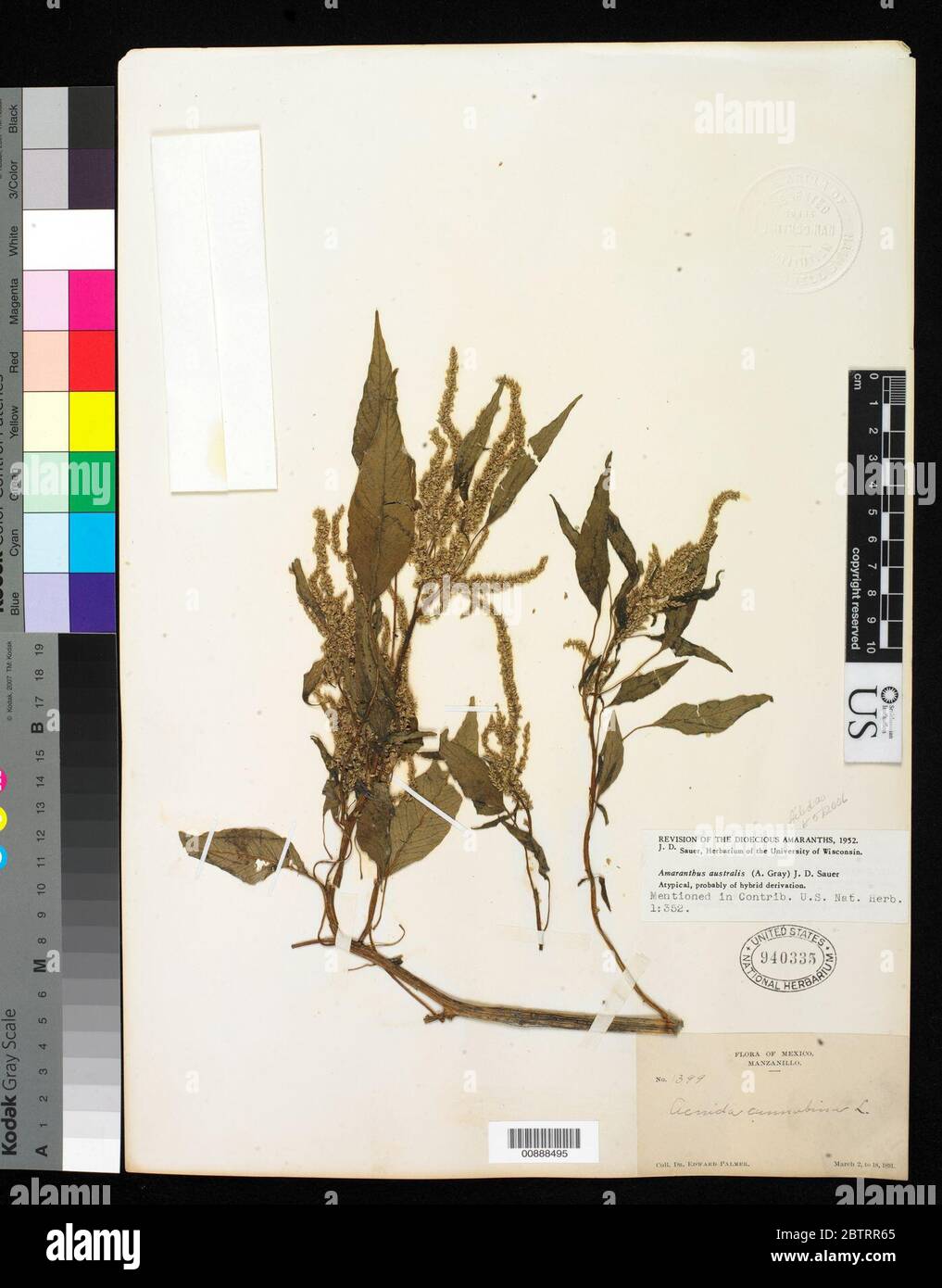 Amaranthus australis hi-res stock photography and images - Alamy