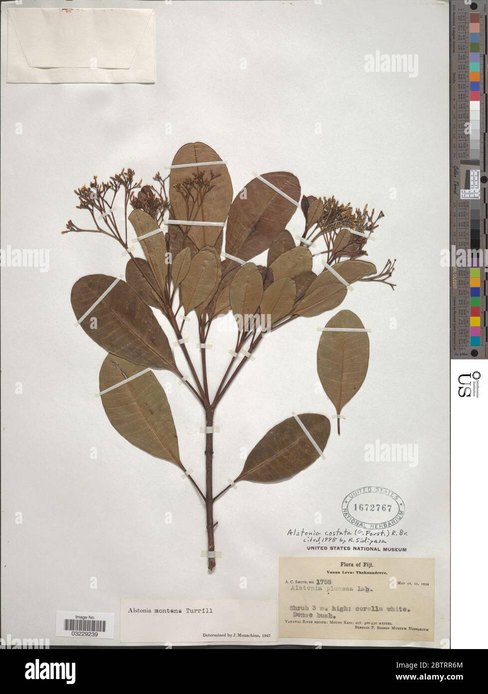 Alstonia High Resolution Stock Photography and Images - Alamy