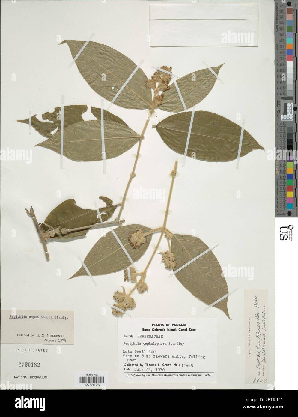 Cephalophora hi-res stock photography and images - Alamy