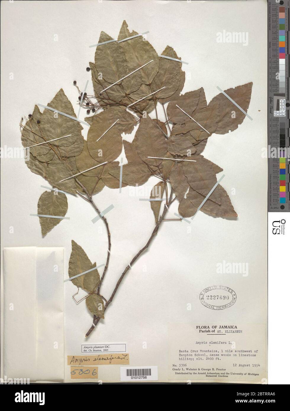 Amyris hi-res stock photography and images - Alamy