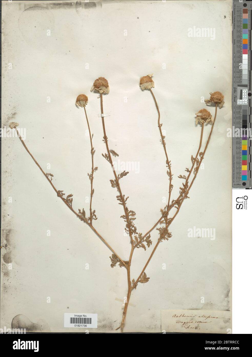 Anthemis altissima hi-res stock photography and images - Alamy