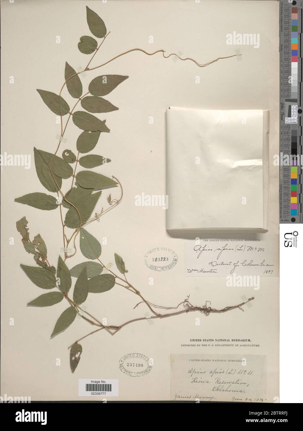 Apios Americana High Resolution Stock Photography and Images - Alamy