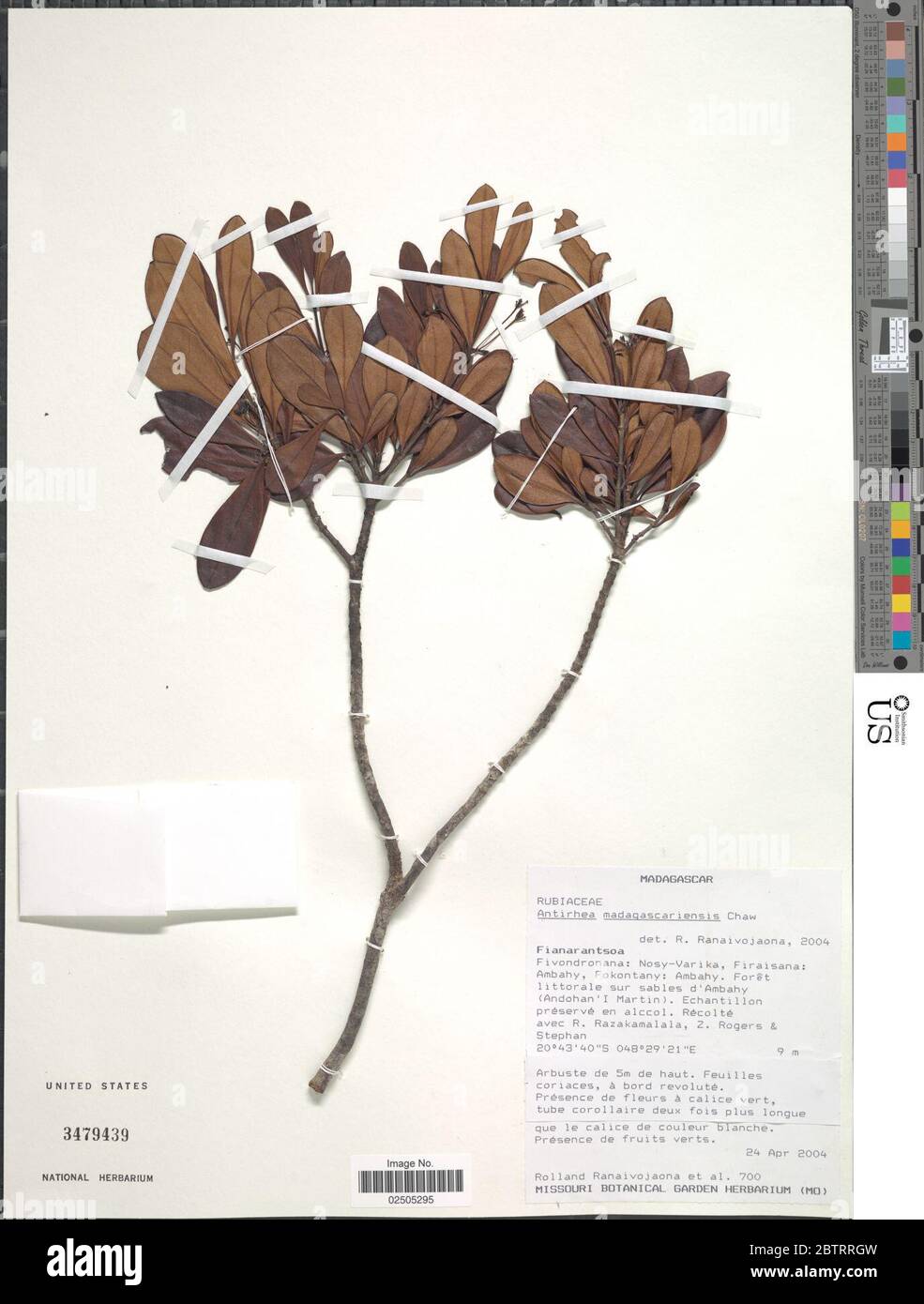 Antirhea madagascariensis Chaw Stock Photo - Alamy