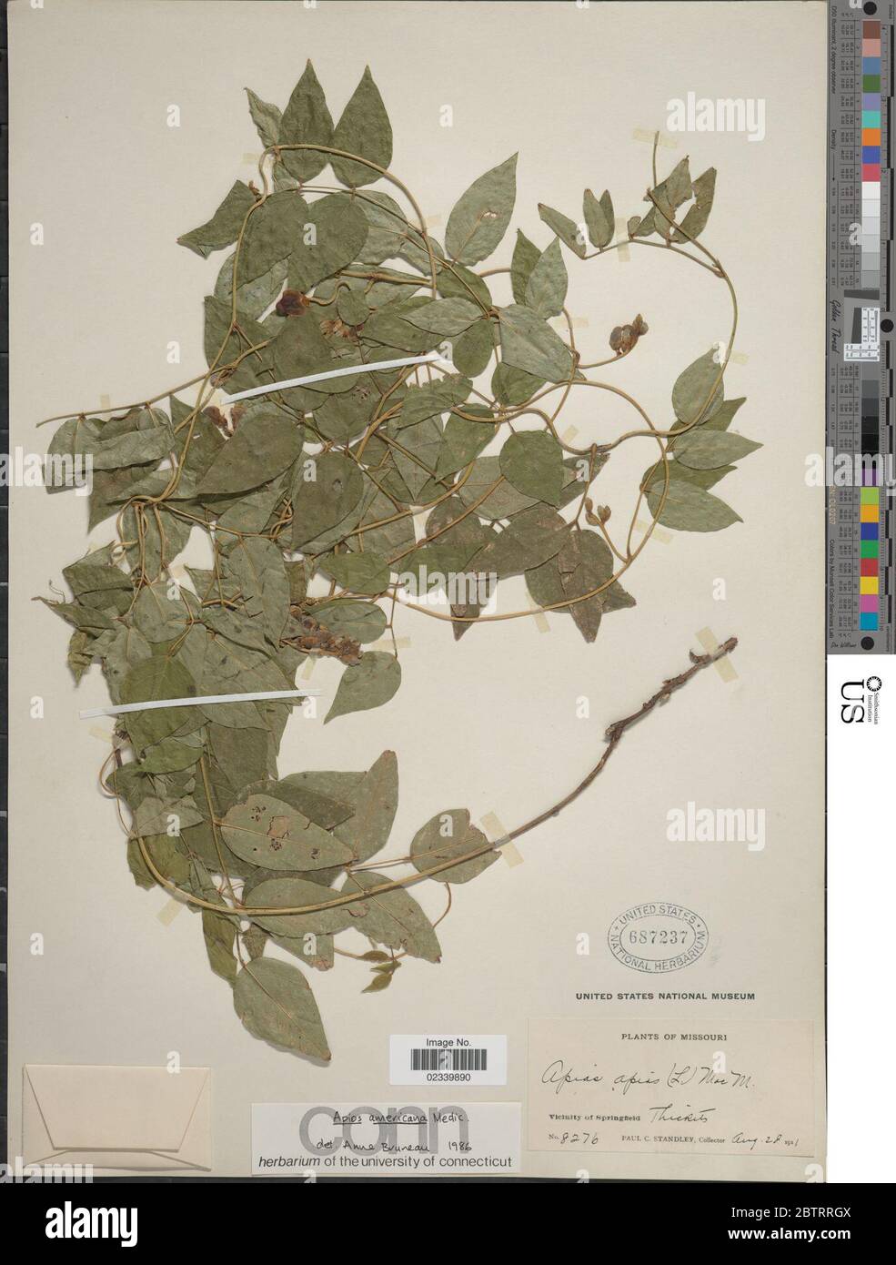 Apios Americana High Resolution Stock Photography and Images - Alamy