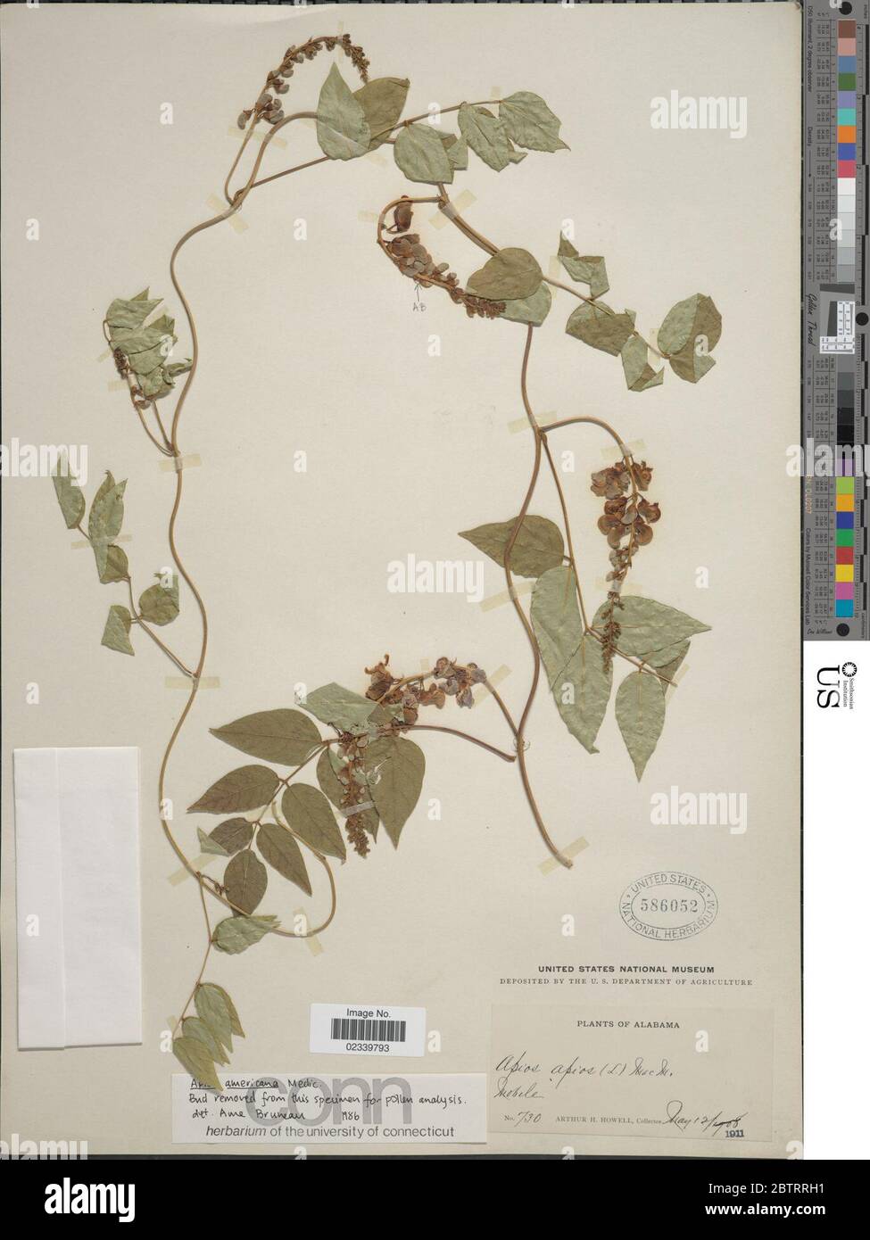 Apios americana Medik Stock Photo - Alamy