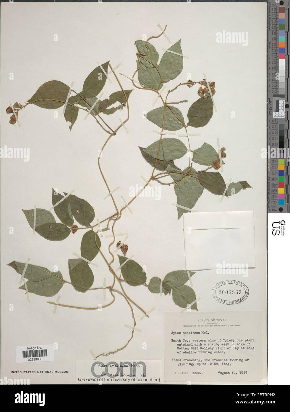 Apios americana hi-res stock photography and images - Alamy