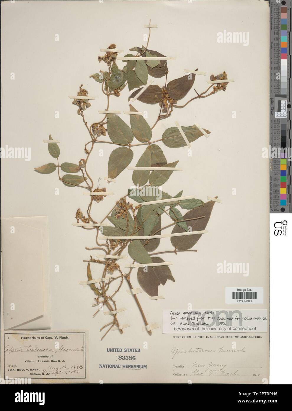 Apios americana Medik Stock Photo - Alamy