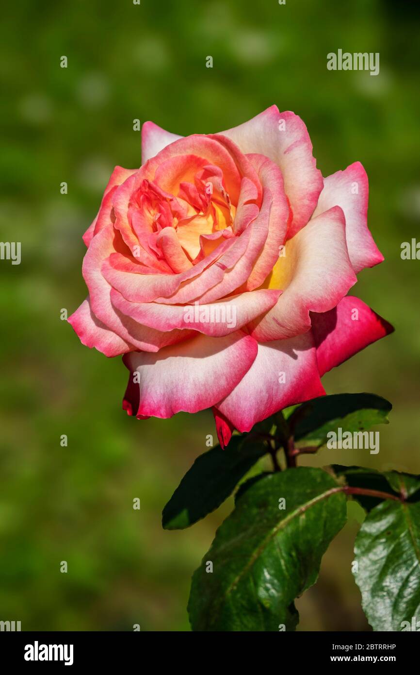 Petal mixture hi-res stock photography and images - Alamy