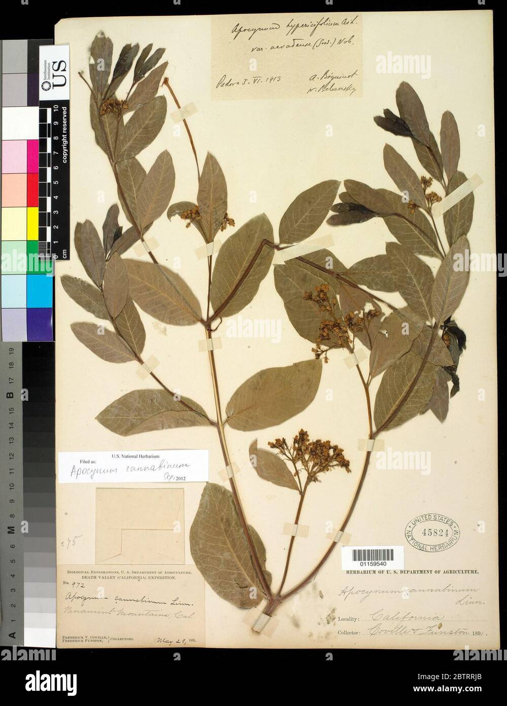 Apocynum l hi-res stock photography and images - Alamy