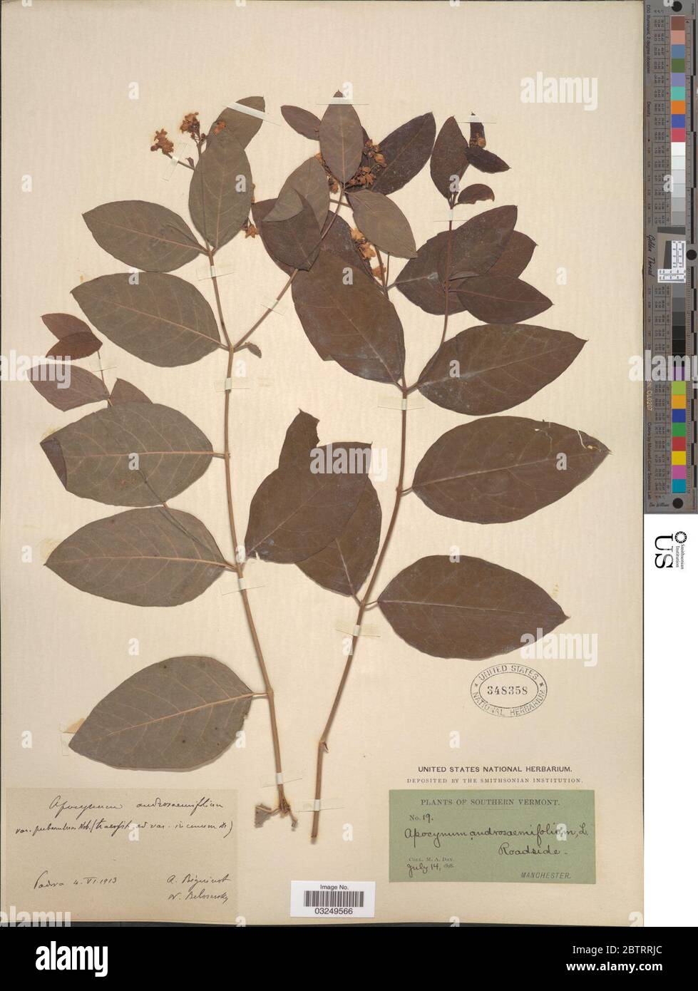 Apocynum androsaemifolium hi-res stock photography and images - Alamy