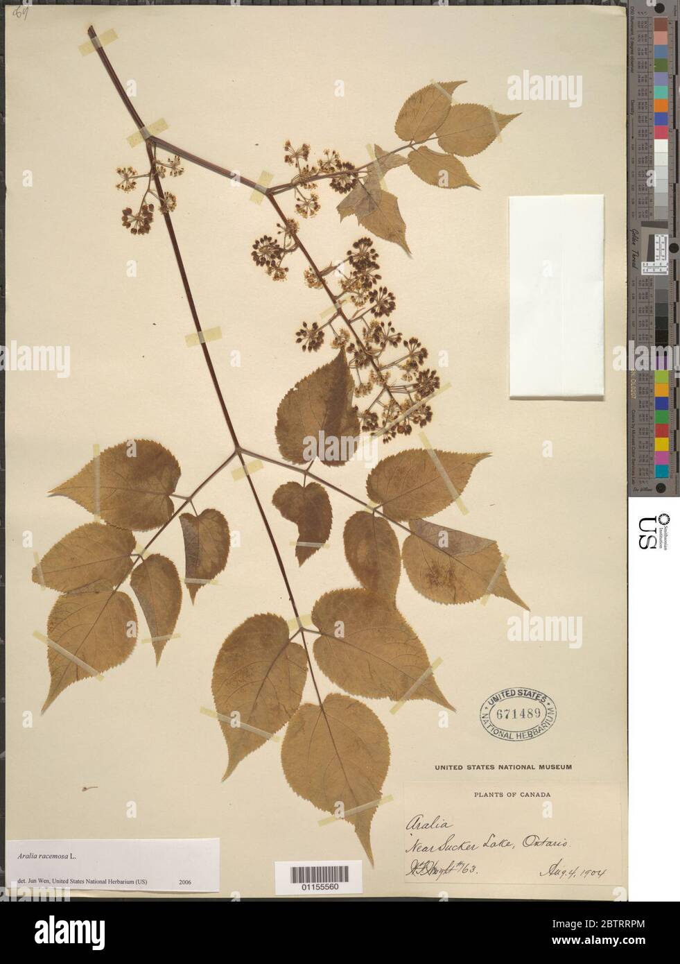 Aralia racemosa L Stock Photo - Alamy