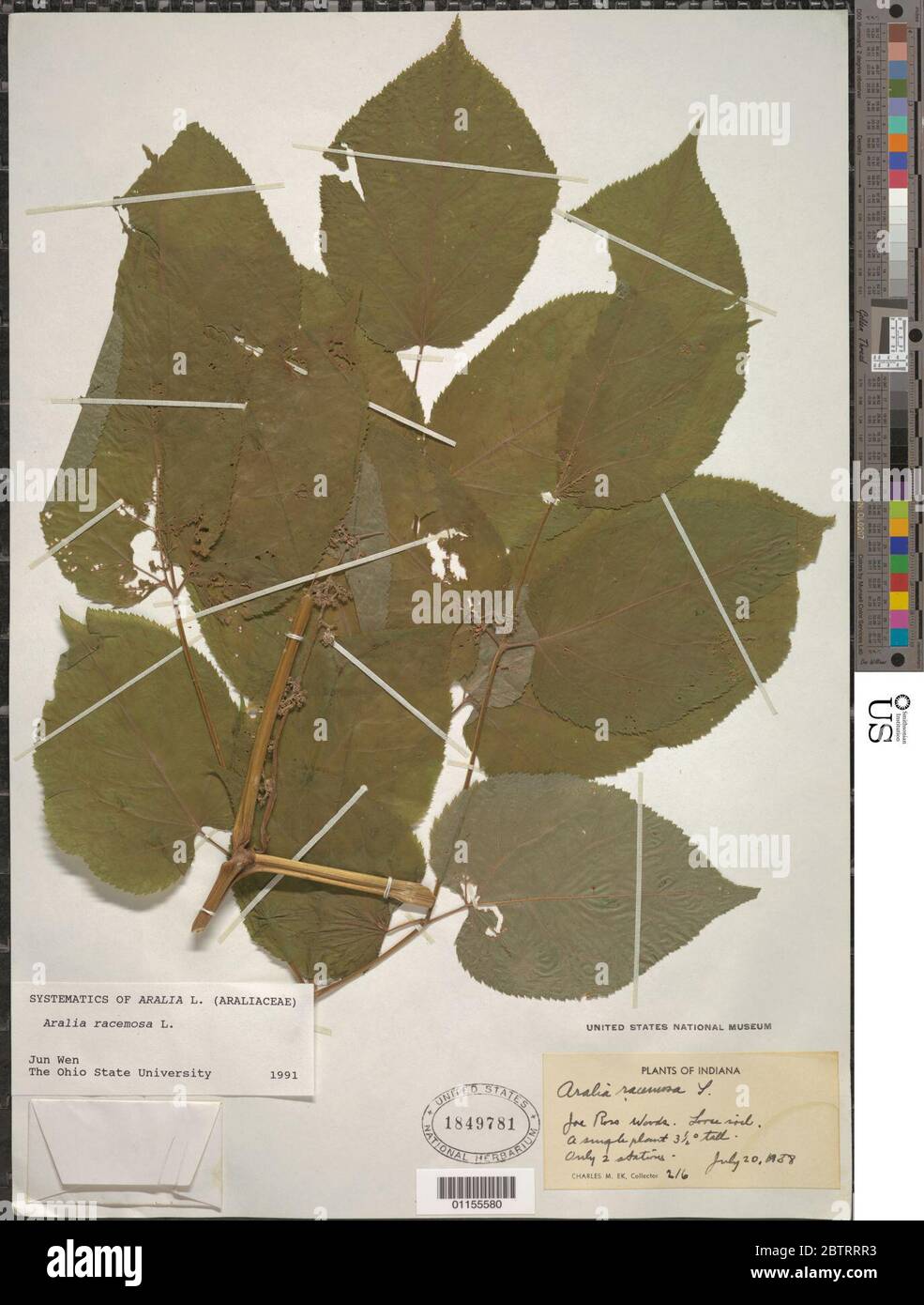 Aralia Racemosa High Resolution Stock Photography and Images - Alamy